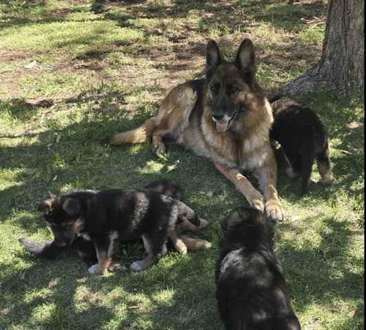 Grundelhardt Kennels -Quality German Shepherd Dogs - Perfect Pets