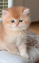 Find Registered British Shorthair Breeders in Australia | Perfect Pets