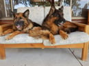 Find Registered German Shepherd Breeders in VIC | Perfect Pets