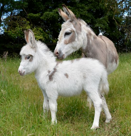 Poplargrove Stud - Miniature Donkey Breeder - Drouin, Victoria ...