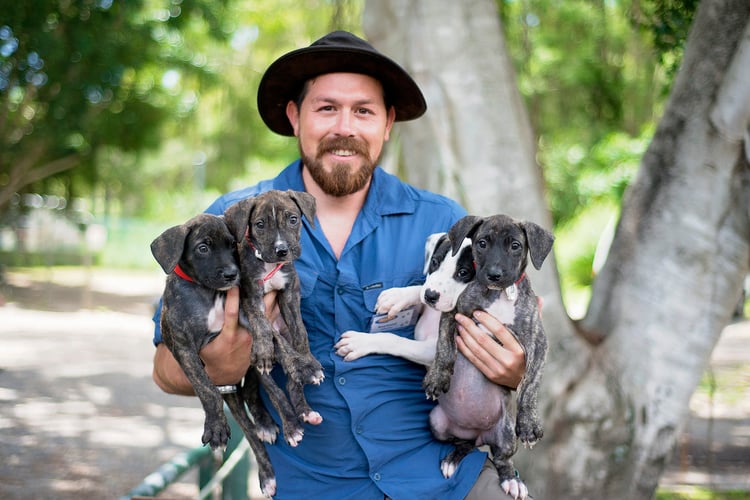 Animal Welfare League Qld - Shelter and Rescue, Adoption - Perfect Pets