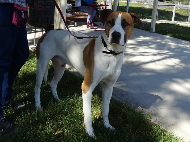 ACT Rescue & Foster Inc (ARF) - Perfect Pets