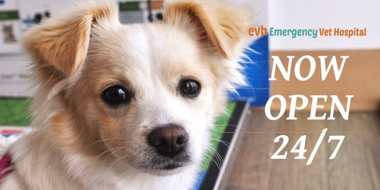 EVH Emergency Vet Hospital - Wangara, Perth - WA - Perfect Pets