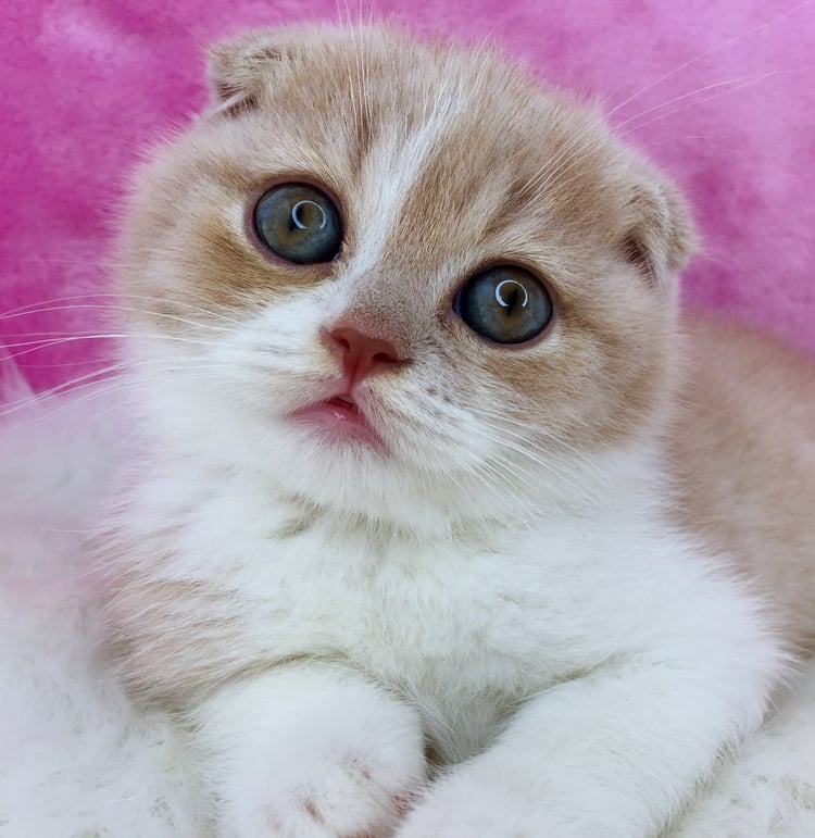 Emzdollz Ragdoll and Scottish Fold Breeder - Brisbane, QLD - Perfect Pets
