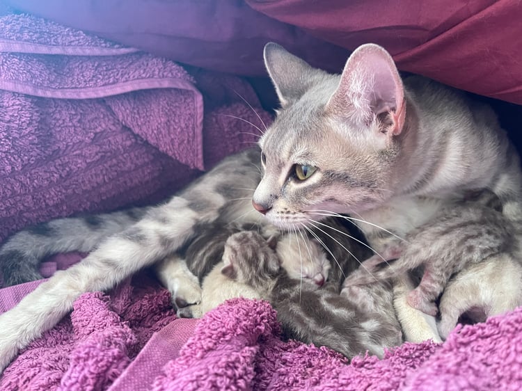 TrueBlue - Australian Mist Breeder - Brisbane, QLD - Perfect Pets