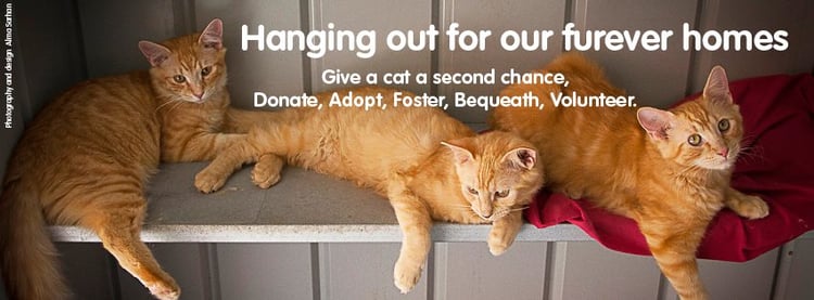 Cat Haven - Cat Rescue, Cat Adoption - Perth, WA - Perfect Pets