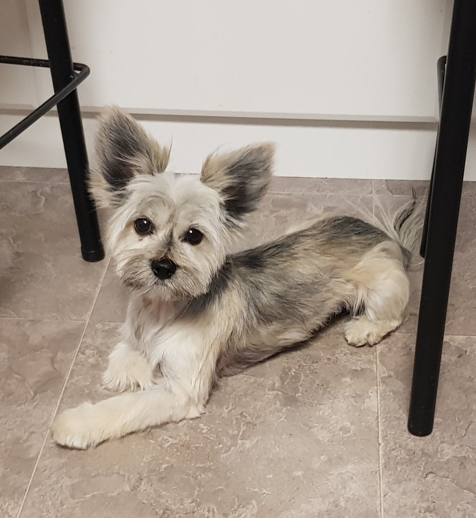 ACT Rescue & Foster Inc (ARF) - Perfect Pets