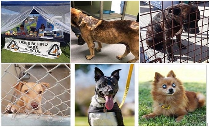 Dogs Behind Bars Rescue - Perth, WA - Perfect Pets