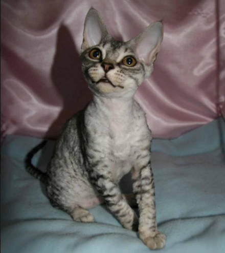 Kittams - Devon Rex Breeder - Brisbane, QLD - Perfect Pets