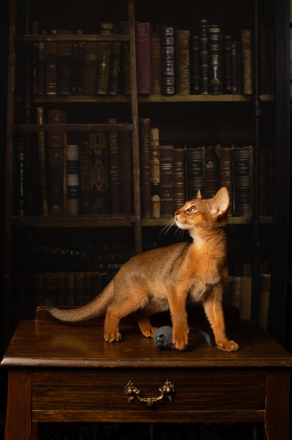 Severo Abyssinians and Somali - Perfect Pets