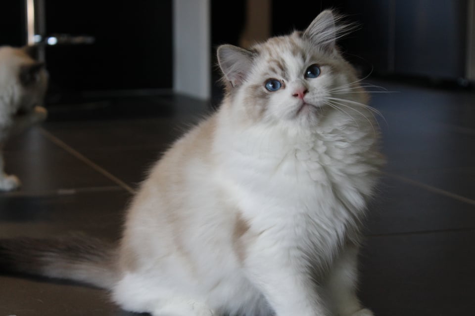 Spotadoll Ragdolls - Perfect Pets