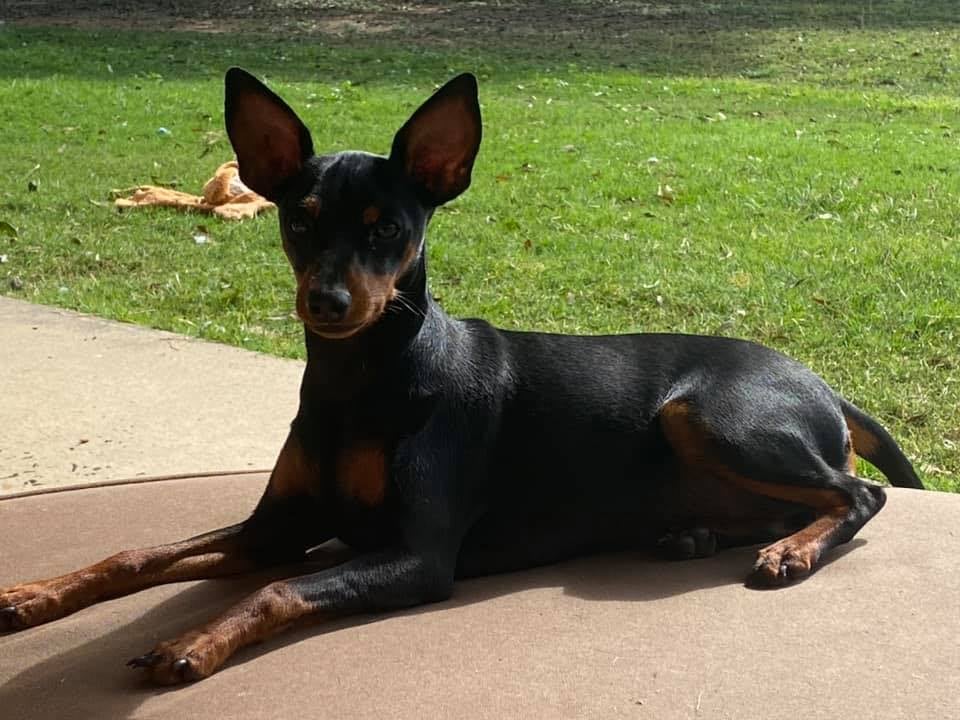 NIKIJAY Miniature Pinschers - Perfect Pets